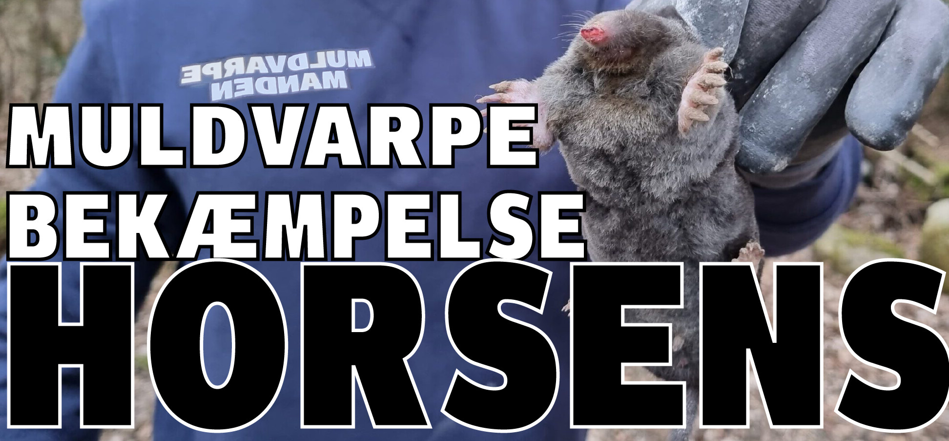 Muldvarpebekæmpelse i Horsens